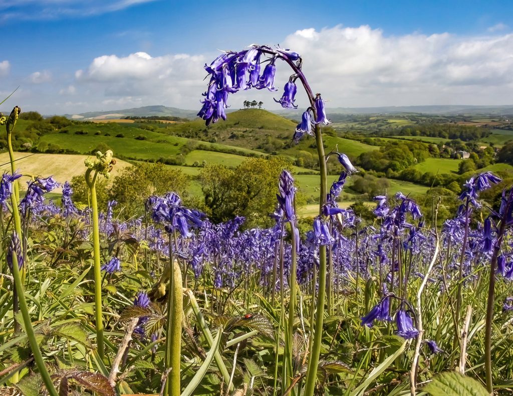Neil Barnes Photographer – Page 2 – Bridport & West Bay
